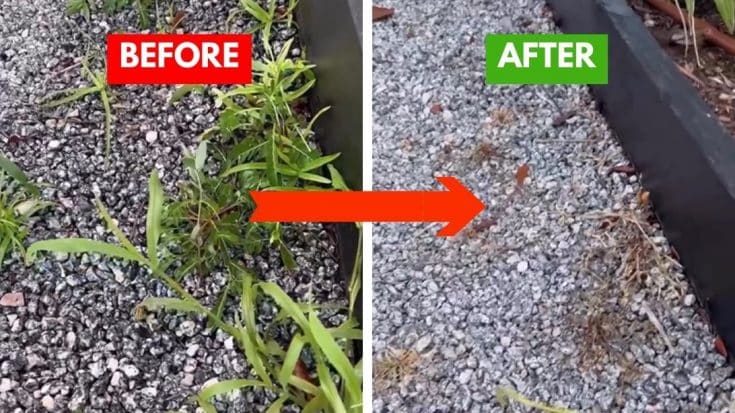 8 Ways To Kill Weeds Naturally Diy Joy