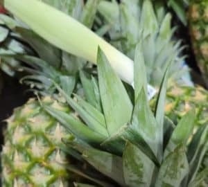 The Secret to Picking a Sweet, Juicy Pineapple - DIY Joy