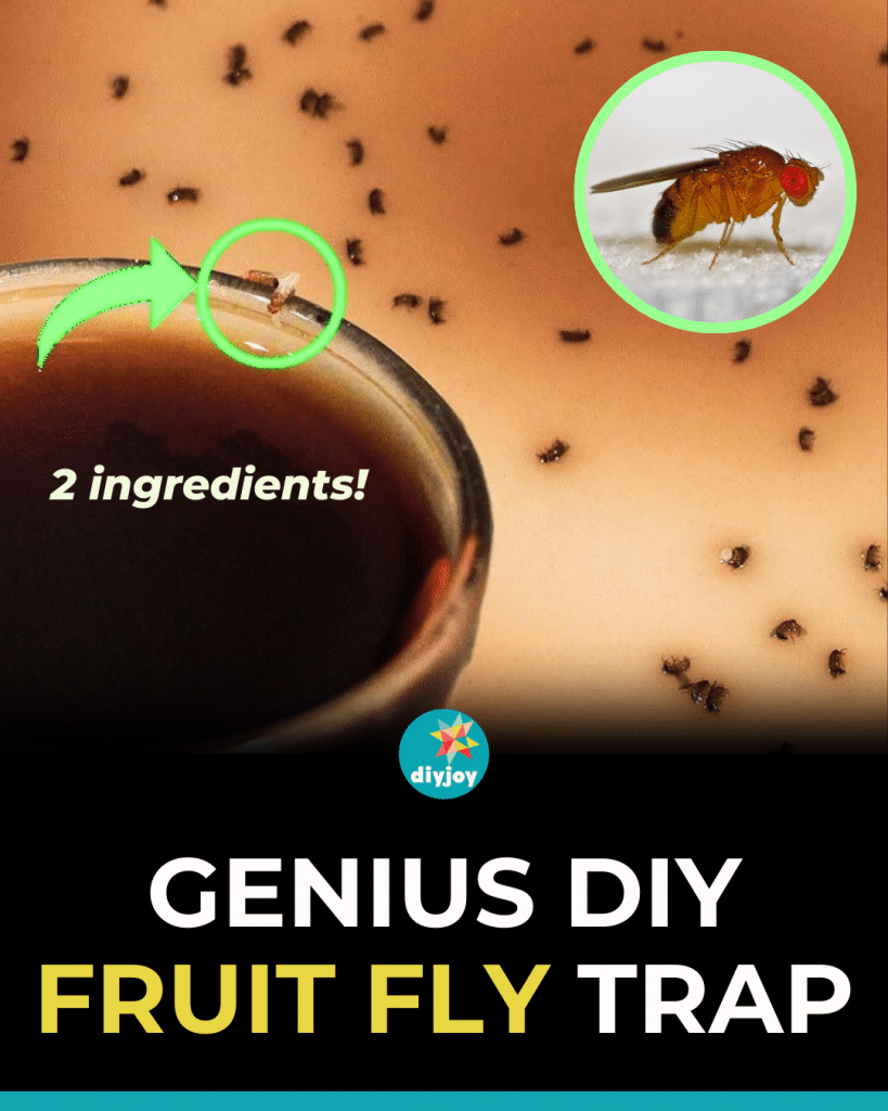 Genius Fruit Fly Trap