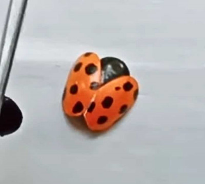 How to Make Ladybugs Using Plastic Spoons - DIY Joy