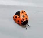 How to Make Ladybugs Using Plastic Spoons - DIY Joy