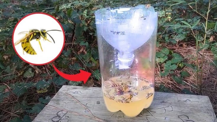 DIY Yellow Jacket Trap (Cheap and Easy) - DIY Joy