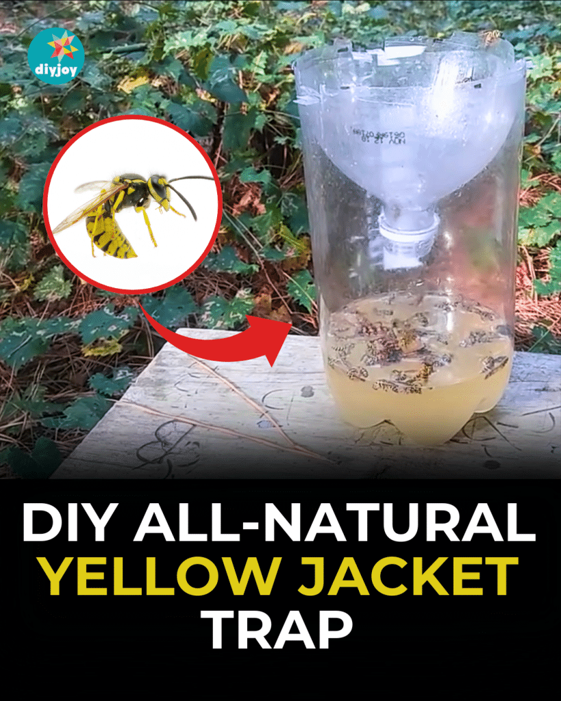 DIY Yellow Jacket Trap (Cheap and Easy)