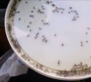 How to Make Gnat Traps - DIY Joy
