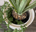 Viral TikTok DIY Lit Planters - DIY Joy