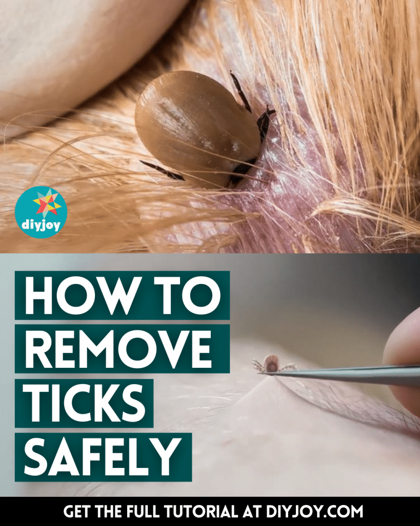 How to Remove Ticks Safely - DIY Joy