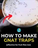 How to Make Gnat Traps