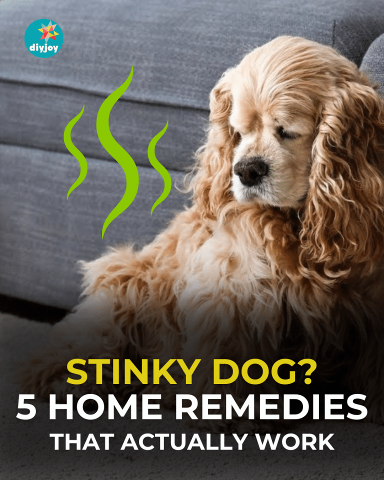 Stinky Dog? 5 Home Remedies That Actually Work