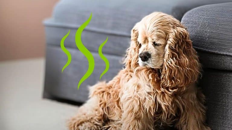 Stinky Dog? 5 Home Remedies That Actually Work - DIY Joy