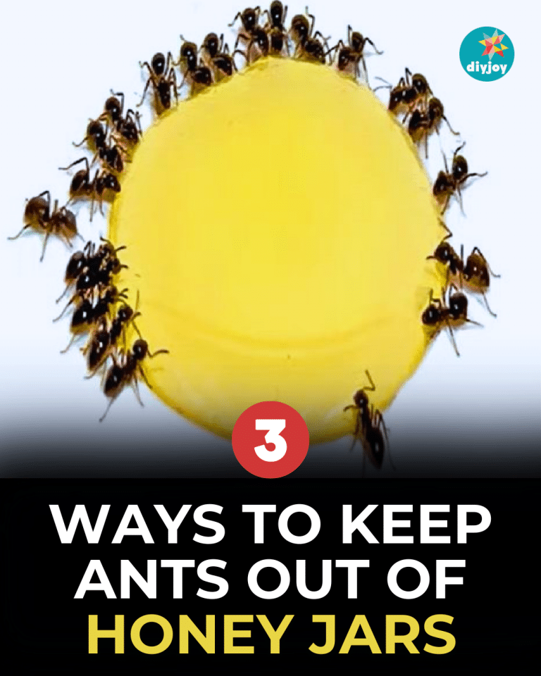 3 Ways to Keep Ants Out of Honey Jars