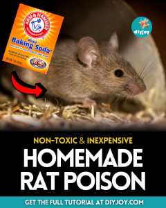Easy Homemade Rat Poison Tutorial | DIY Joy