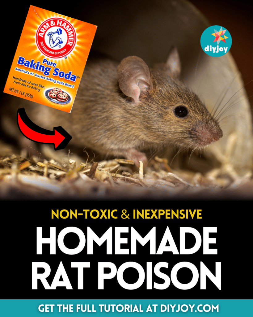 Easy Homemade Rat Poison Tutorial - DIY Joy