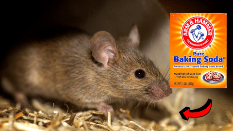 Easy Homemade Rat Poison Tutorial - DIY Joy