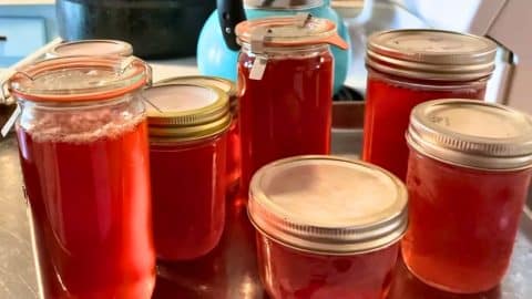 Apple Scrap Jelly Using Cores and Peels - DIY Joy