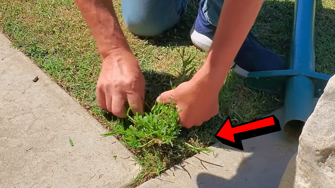 How to Get Rid of Crabgrass - DIY Joy