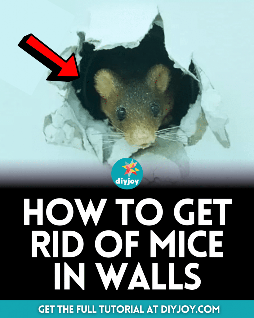 How to Get Rid of Mice in Walls - DIY Joy