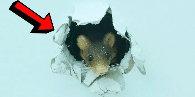 How to Get Rid of Mice in Walls