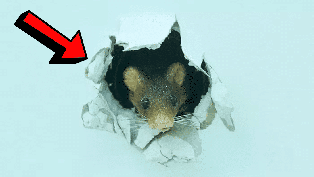 How to Get Rid of Mice in Walls - DIY Joy
