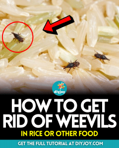 How to Get Rid of Weevils in Rice or Other Food - DIY Joy