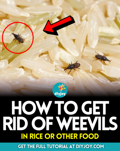 How to Get Rid of Weevils in Rice or Other Food - DIY Joy