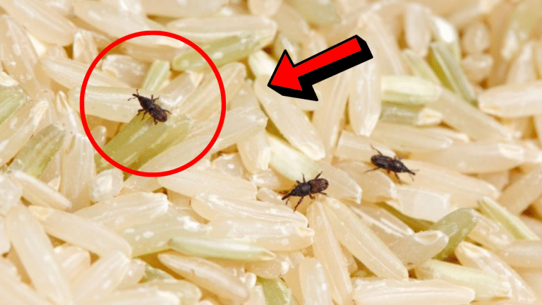 How to Get Rid of Weevils in Rice or Other Food - DIY Joy