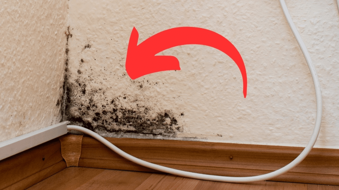 How to Get Rid of Harmful Mold - DIY Joy