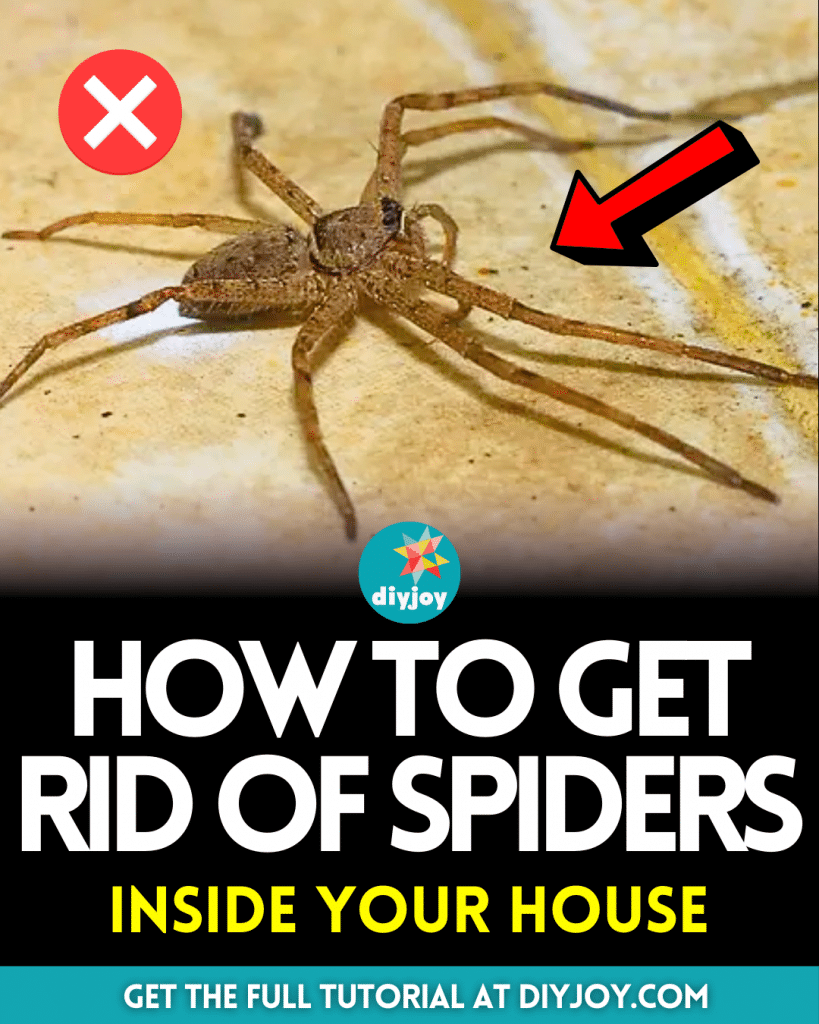 How to Get Rid of Spiders Inside Your House - DIY Joy